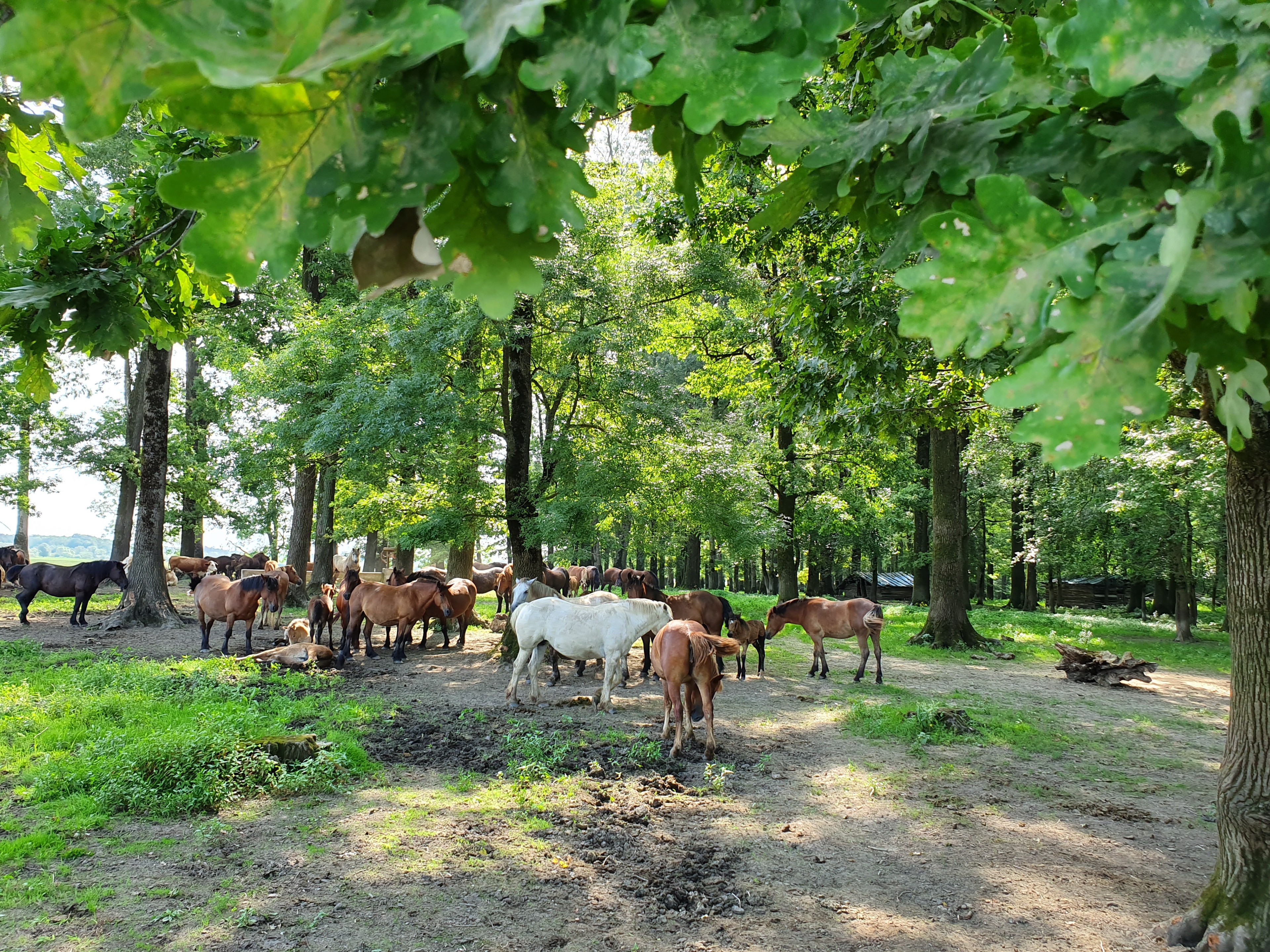 Sisak-Moslavina County: the secret of continental Croatia