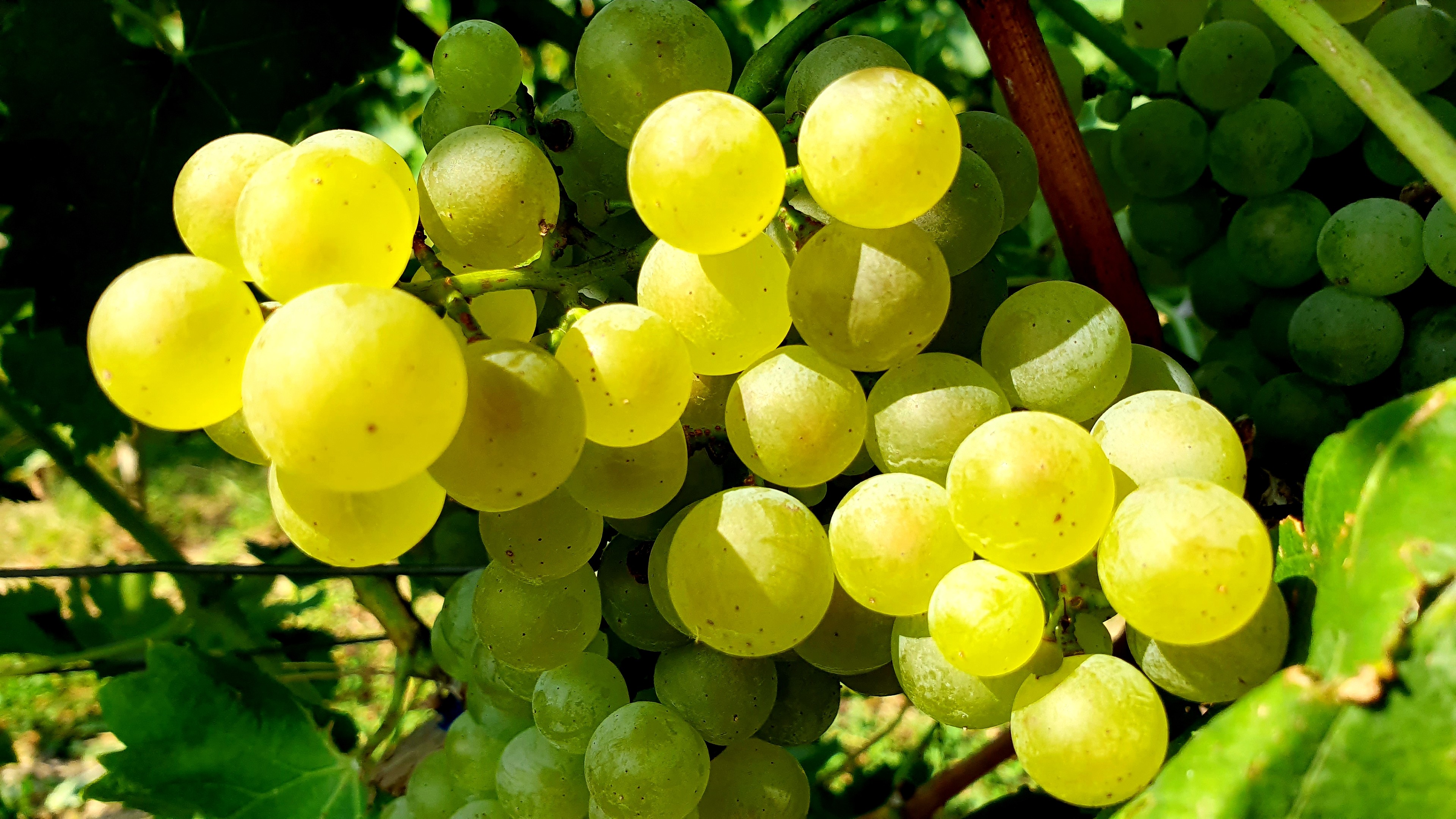 Visit Sisak-Moslavina County | The story of Škrlet